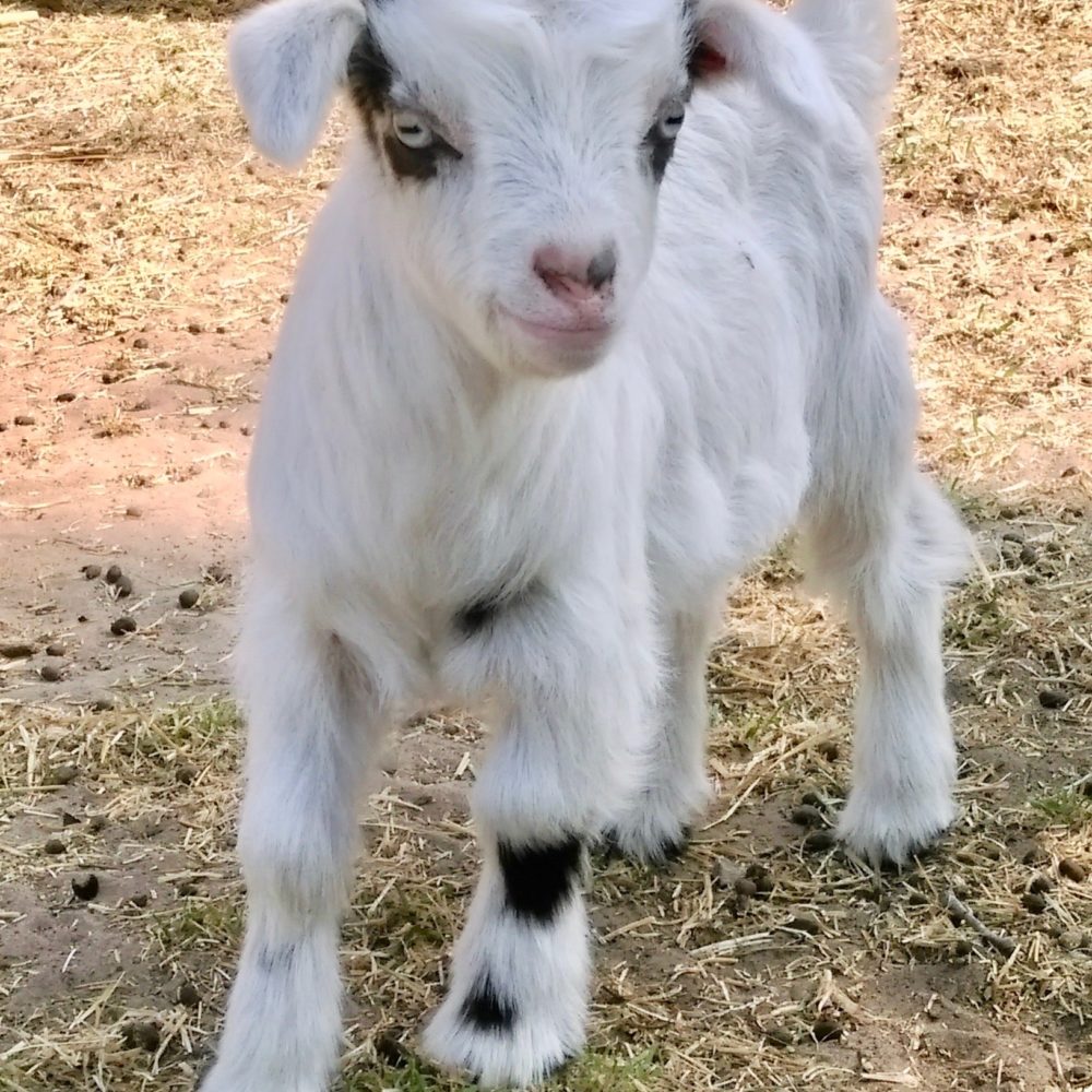 MCH GRR Pixie Ultra Covert II - Mini Silky Fainting Goats Goats Rock Ranch