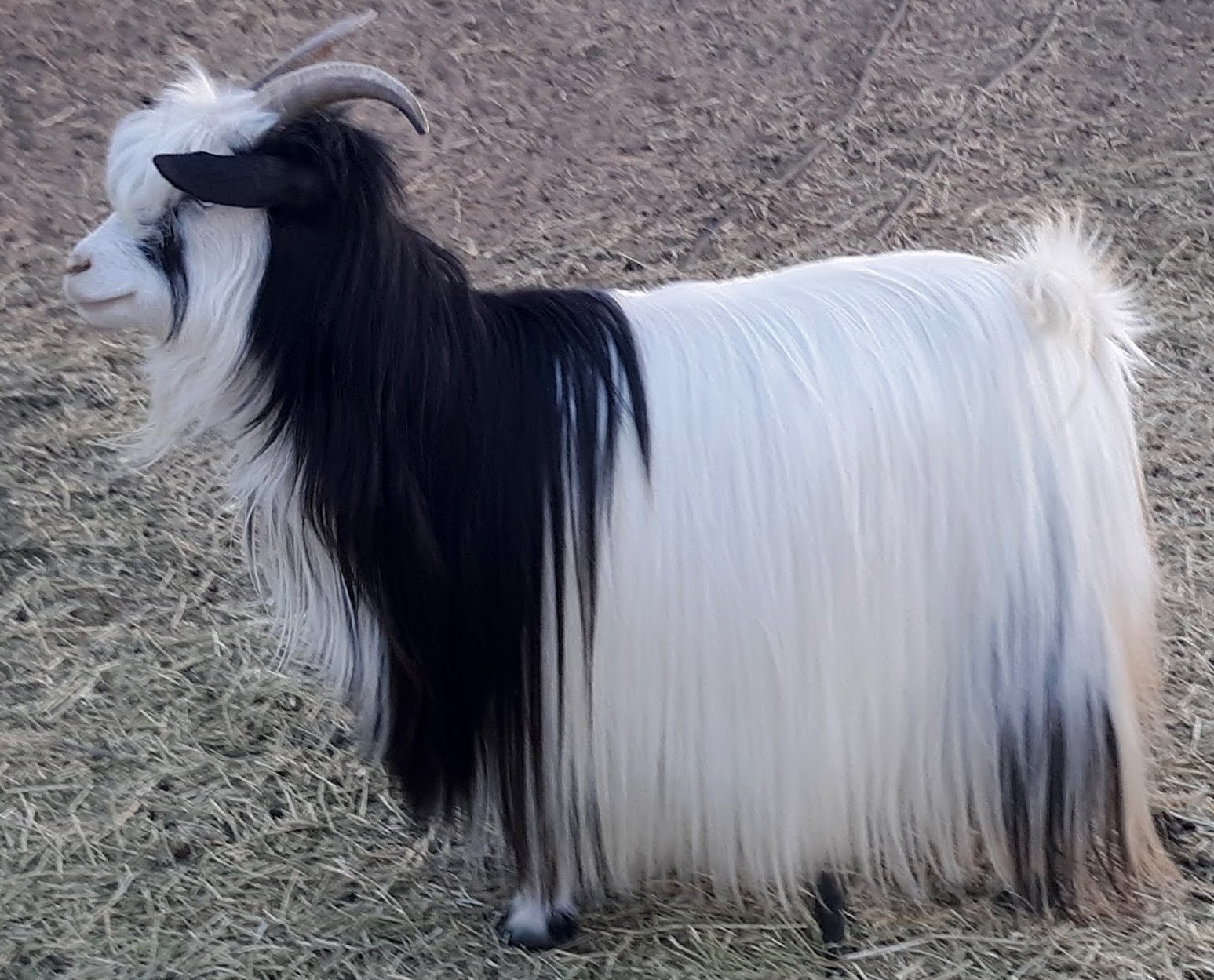MCH GRR Gretel hasa Freckle - Mini Silky Fainting Goats Goats Rock Ranch