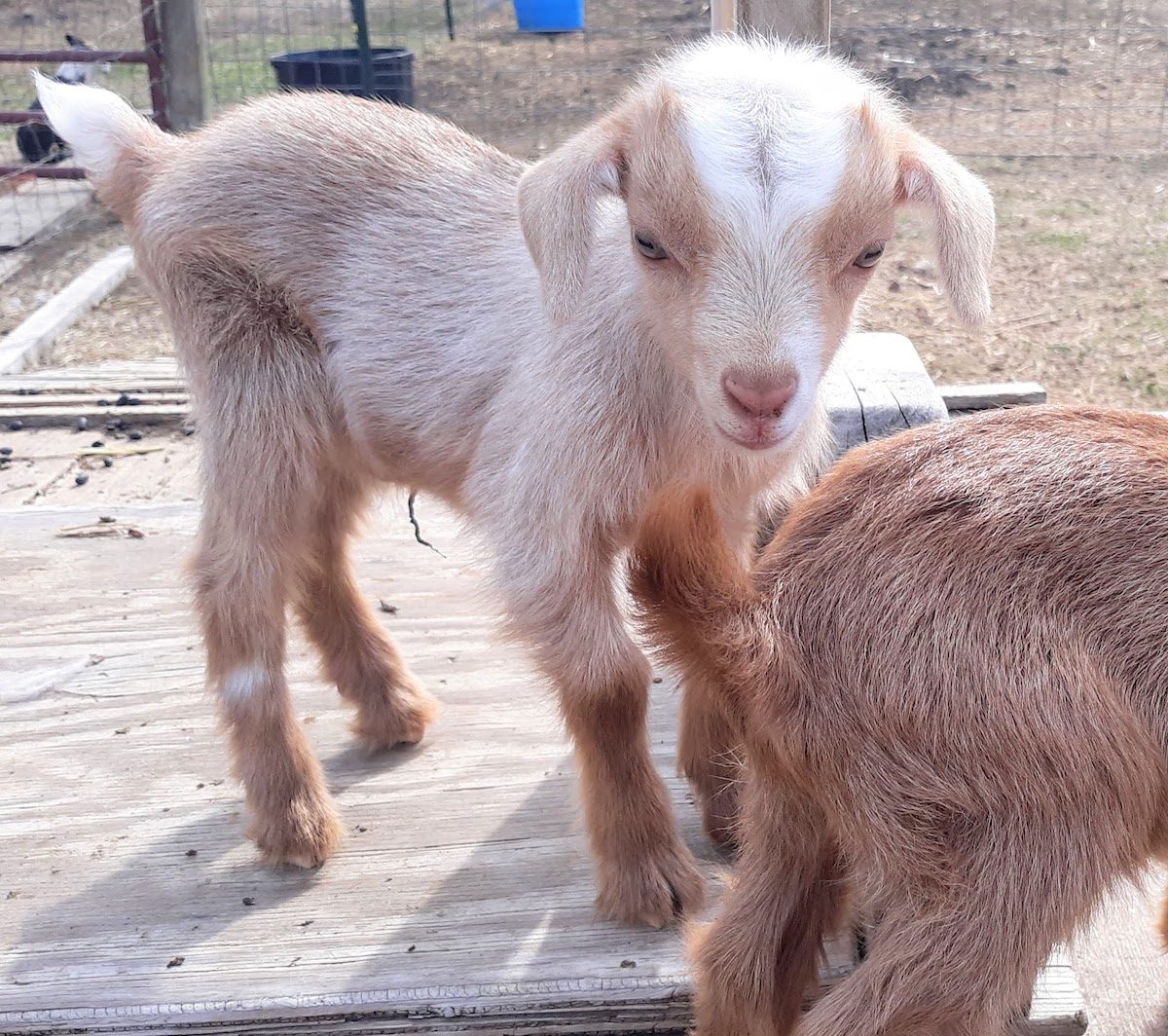 Sold - Mini Silky Fainting Goats Goats Rock Ranch