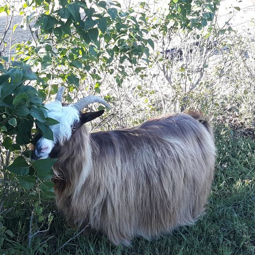 MCH Redneck Acres Blazin Glory - Mini Silky Fainting Goats Goats Rock Ranch