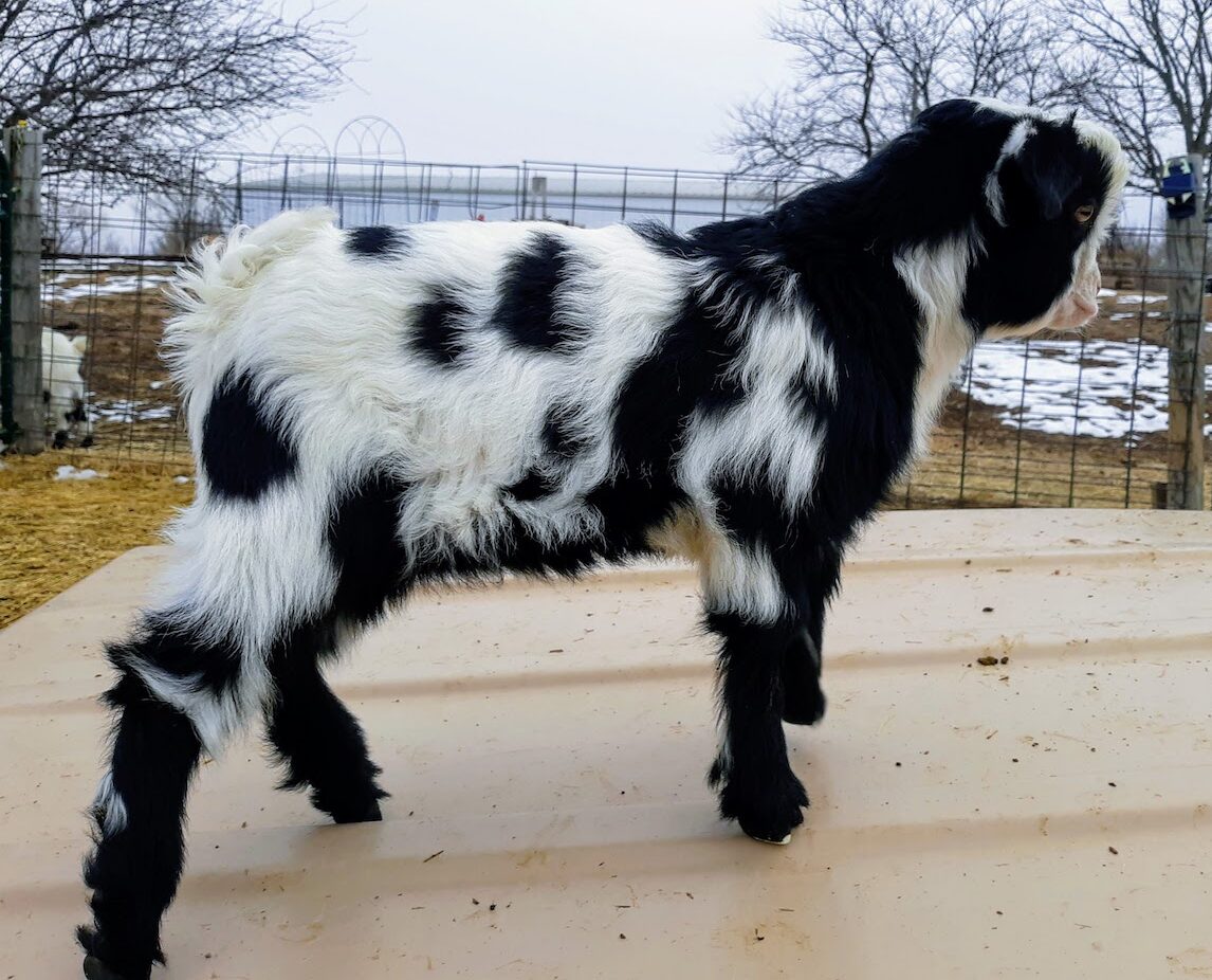 GRR Shag Bandit Shakedown - Mini Silky Fainting Goats Goats Rock Ranch
